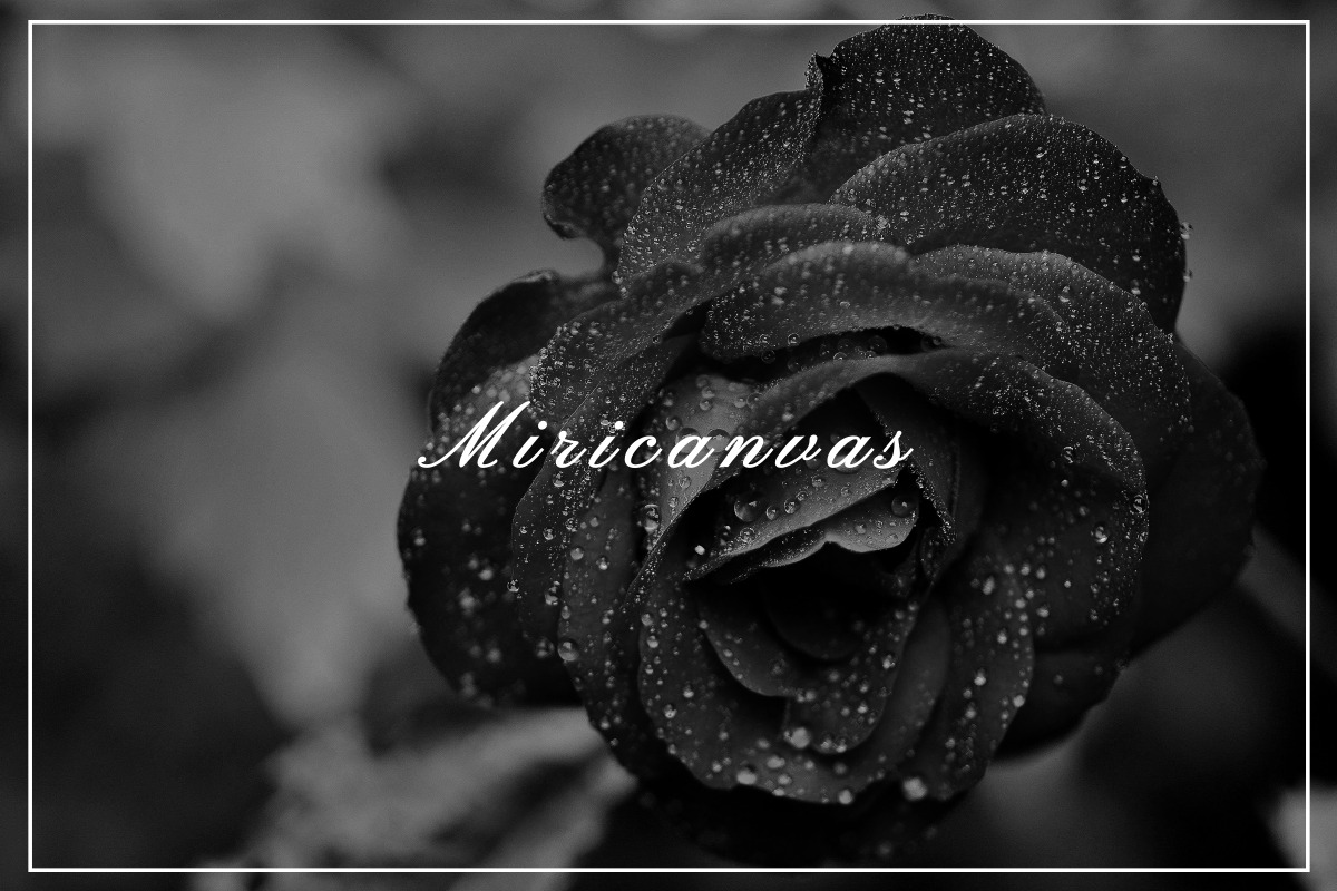 韓国発WebデザインツールMiriCanvas(ミリキャンバス)を使ってみた | soarlog2