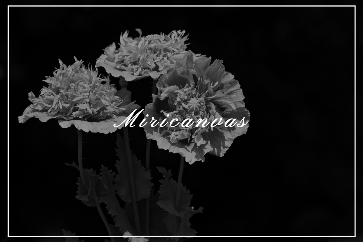 韓国発WebデザインツールMiriCanvas(ミリキャンバス)を使ってみた | soarlog2