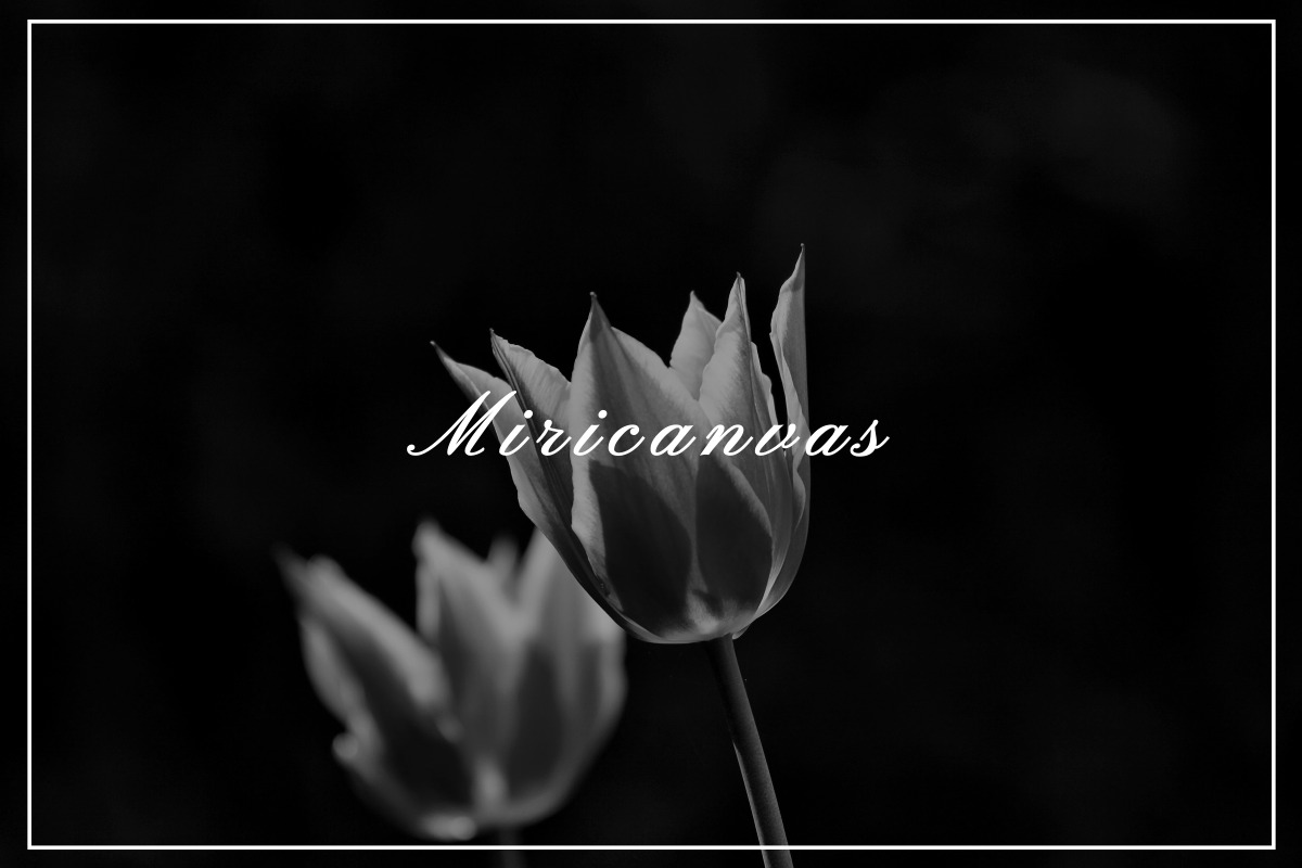 【無料トライアルあり】MiriCanvas Proでできること！有料と無料の違いは？ | soarlog2